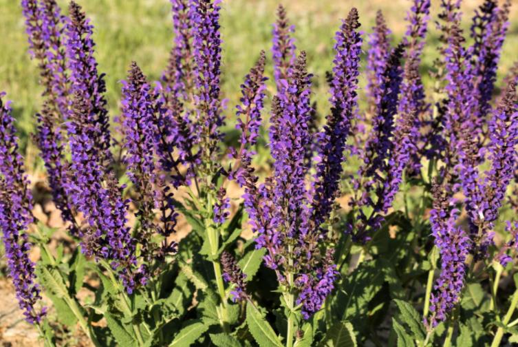 DanShen: A Traditional Chinese Herb with Health Benefits - Health Facts ...