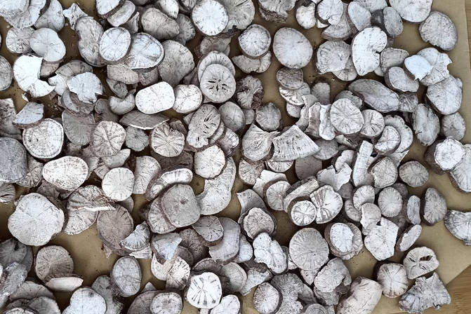 Stephania tetrandra(Fen Fang Ji): What it is, Benefits and Risks ...