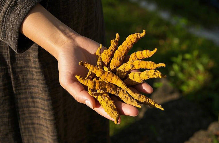 Huang lian: What It Is, Benefits, and Potential Risks - Health Facts Time