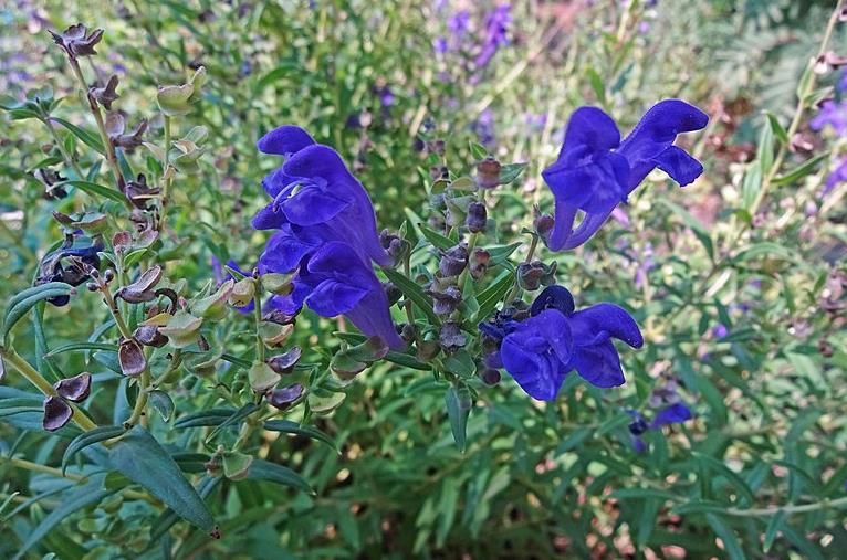 Chinese Skullcap (Huang Qin): What It Is, Benefits, and Risks - Health ...