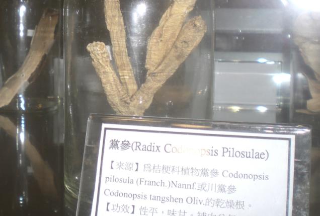 Radix Codonopsis(党参) - Health Facts Time