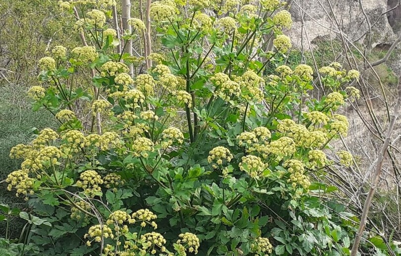 Bai Zhi (Angelica Dahurica): What It Is, Benefits, Risks and More ...