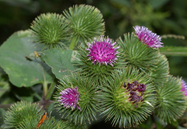 Greater Burdock: What It Is, Its Uses, and Benefits - Health Facts Time