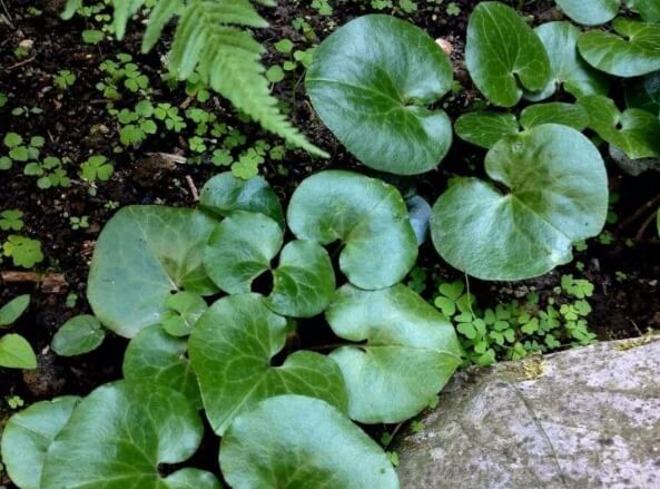 Western Wild Ginger: What it is, planting, benefits - Health Facts Time