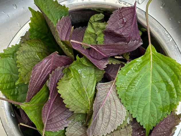 Chinese Perilla: What Is It and What Are Its Uses? - Health Facts Time