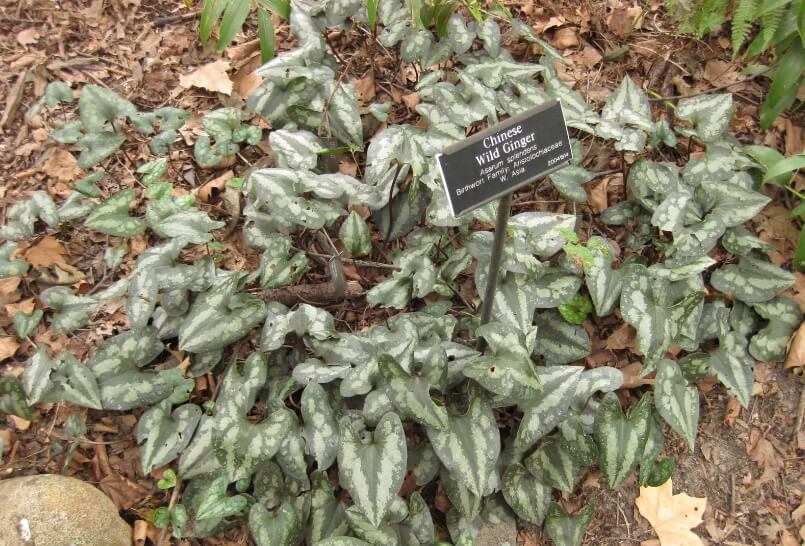 Chinese Wild Ginger: What It Is, Benefits, and Uses - Health Facts Time