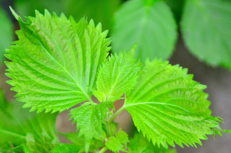 Japanese Perilla: What It Is, Benefits, Uses, and More - Health Facts Time