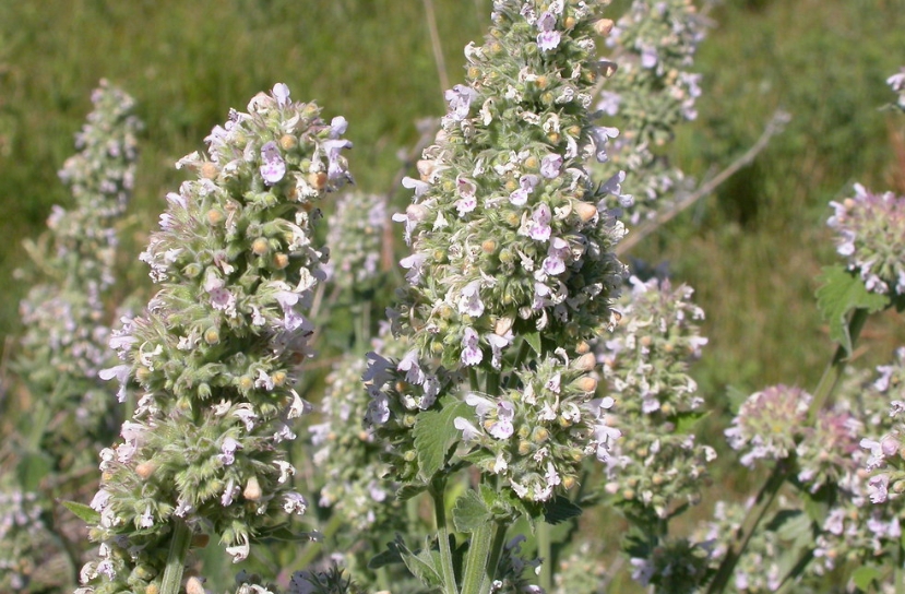 Japanese Catnip(キャットニップ) - Health Facts Time