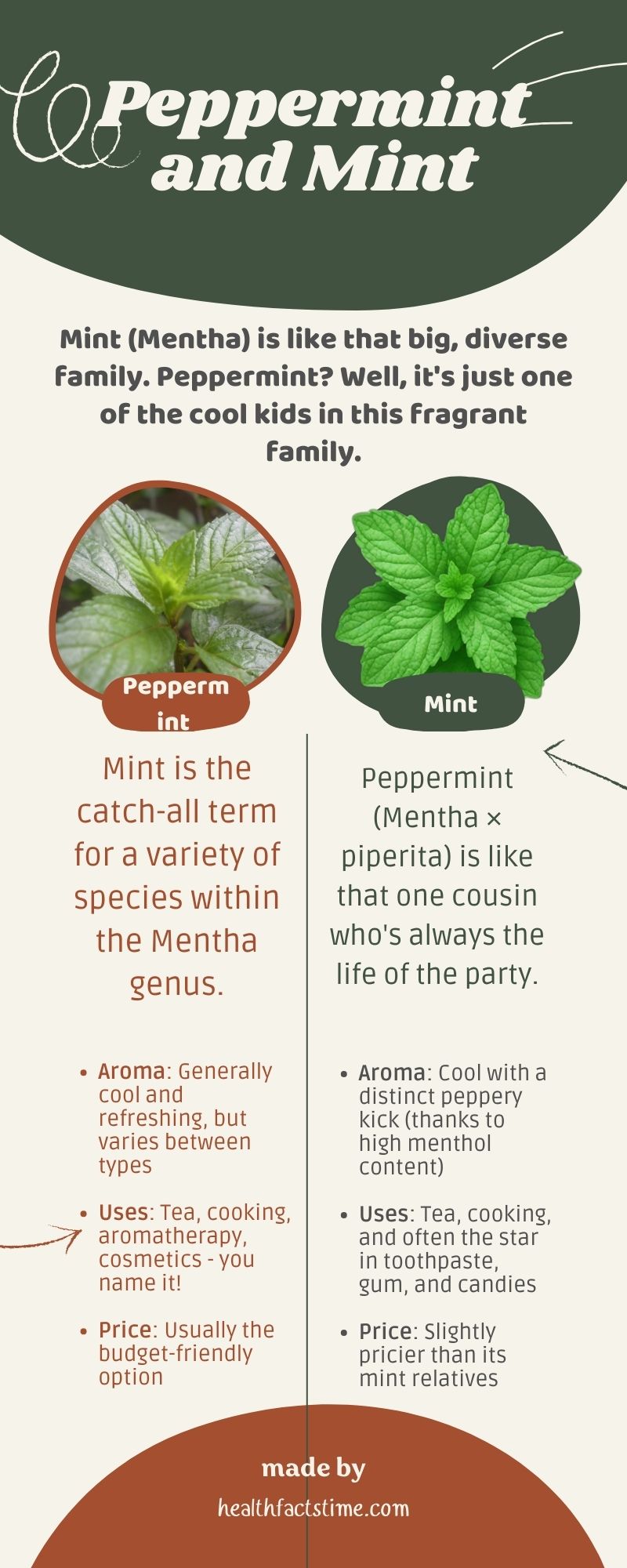 Peppermint and Mint: Same or Different? - Health Facts Time