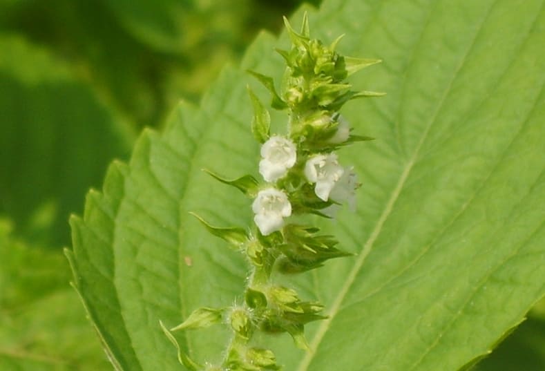 Perilla Flowers: What Are They and Can You Eat Them? - Health Facts Time