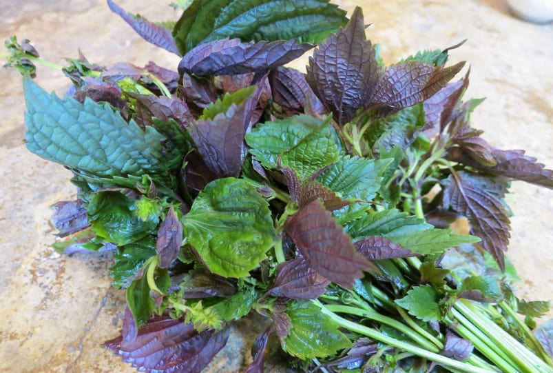 Shiso Leaf: What It Is, Benefits, Uses, and Risks - Health Facts Time