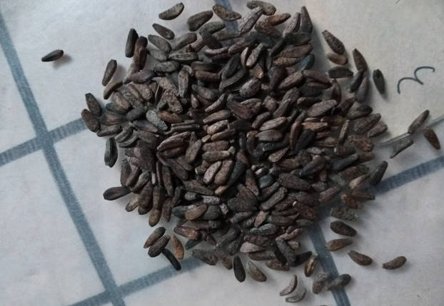 Burdock seed: what it is, benefits and uses - Health Facts Time