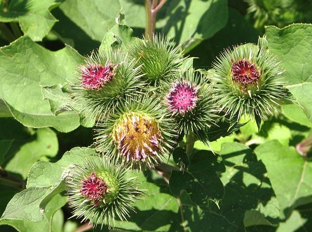 Arctium Lappa: What It Is and Its Uses - Health Facts Time