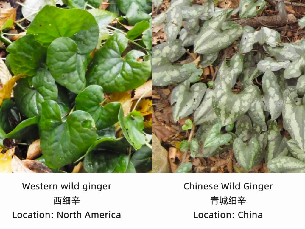 Western and Chinese Wild Ginger: What it is, the difference - Health ...