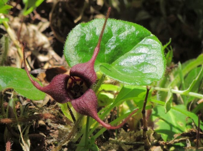 Wild Ginger Plant Flower: Quick Overview - Health Facts Time