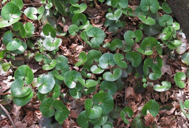 Asarum europaeum: The Enigmatic European Wild Ginger - Health Facts Time