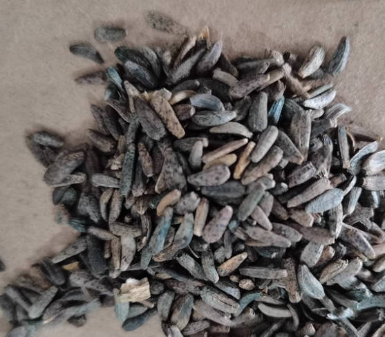 Niu Bang Zi(牛蒡子): What it is, benefits and uses - Health Facts Time