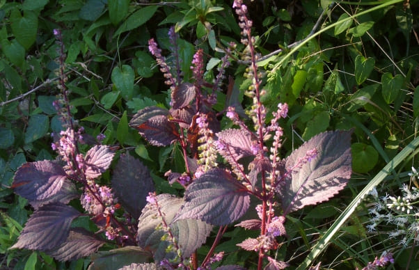 Hojiso: The Fragrant Flower Spike of Shiso - Health Facts Time