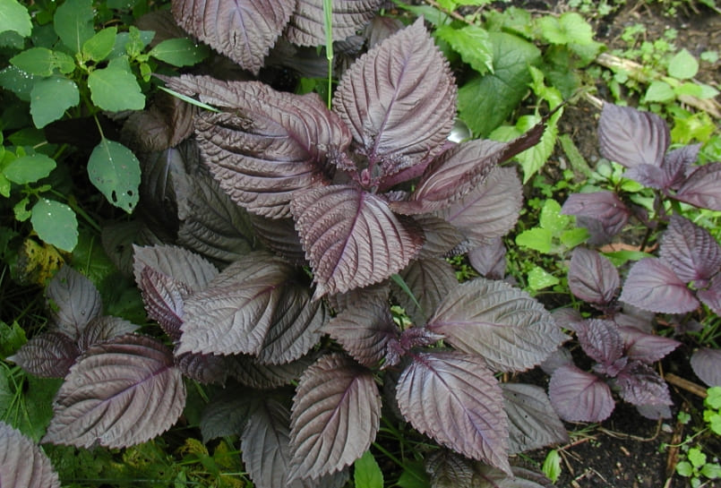 Vietnamese Perilla: A Flavorful Herb with Potential Health Benefits ...