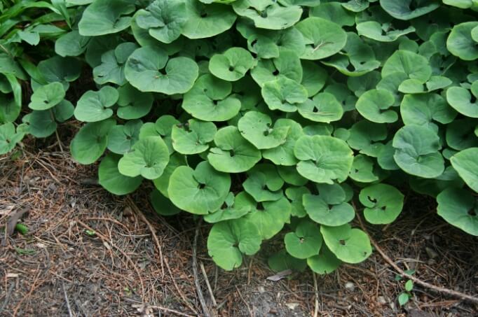 Asarum canadense (Canadian Wild Ginger;加拿大细辛) - Health Facts Time