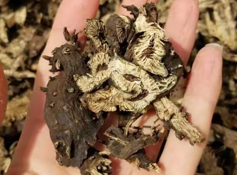 Sheng Ma (升麻): What Is It, Benefits, and Uses - Health Facts Time