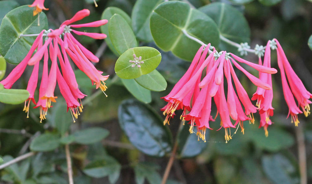 Coral Honeysuckle: A Basic Health Guide - Health Facts Time