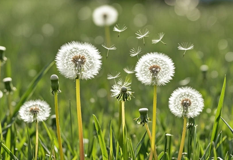 Pu Gong Ying (蒲公英) Herb: What It Is, Benefits, and Risks - Health Facts ...