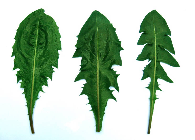 Dandelion Leaf: What It Is, Benefits, and Risks - Health Facts Time