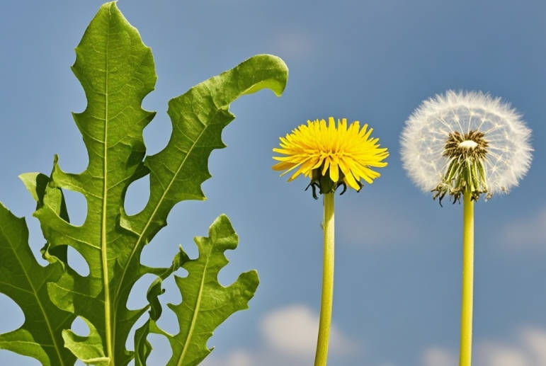 Dandelion Greens Nutrition: A Comprehensive Guide - Health Facts Time