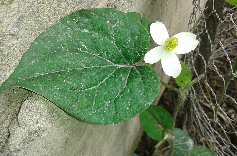 Yu Xing Cao (Fish Mint): What It Is, Benefits, and Risks - Health Facts ...