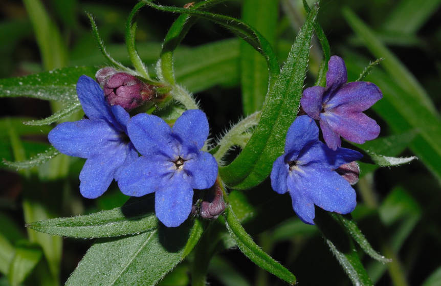 Gromwell (Lithospermum erythrorhizon): What It Is, Benefits and Risks ...