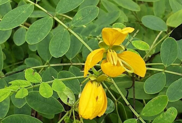 Fan Xie Ye (番泻叶): What It Is, Benefits, and Risks - Health Facts Time