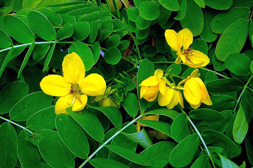 How to Use Senna Leaves: A Comprehensive Guide - Health Facts Time