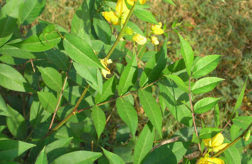 Is Senna Leaf Safe: A Comprehensive Investigation into Side Effects ...