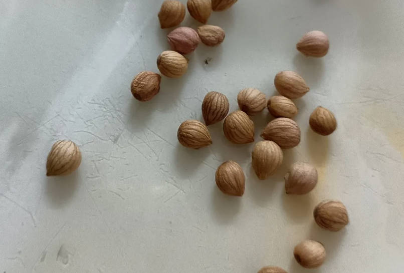 Yu Li Ren (郁李仁): What It Is, Benefits, Uses, and Risks - Health Facts Time