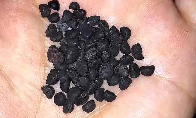 Qian Niu Zi (牵牛子): What It Is, Benefits, Uses, and Risks - Health Facts ...