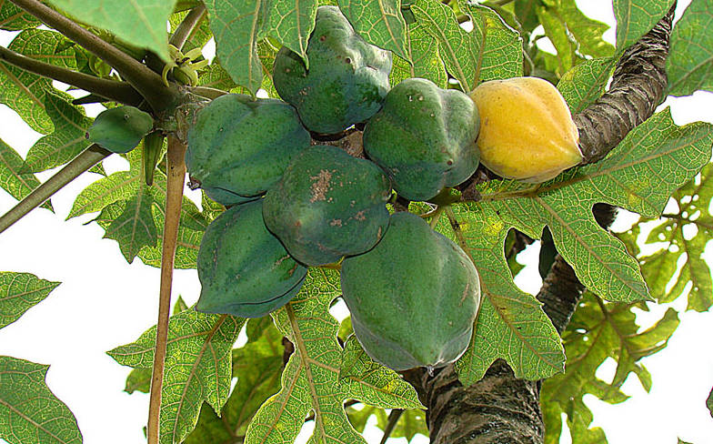 Mountain Papaya: A Hidden Gem from the Andes - Health Facts Time