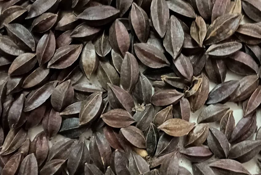 Rangoon Creeper Fruit (Quisqualis Fructus): Benefits, Uses, and More ...