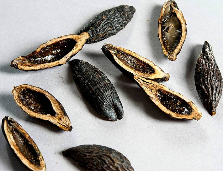 Betel Nut (Arecae Semen) in TCM: Benefits, Uses, and More - Health ...