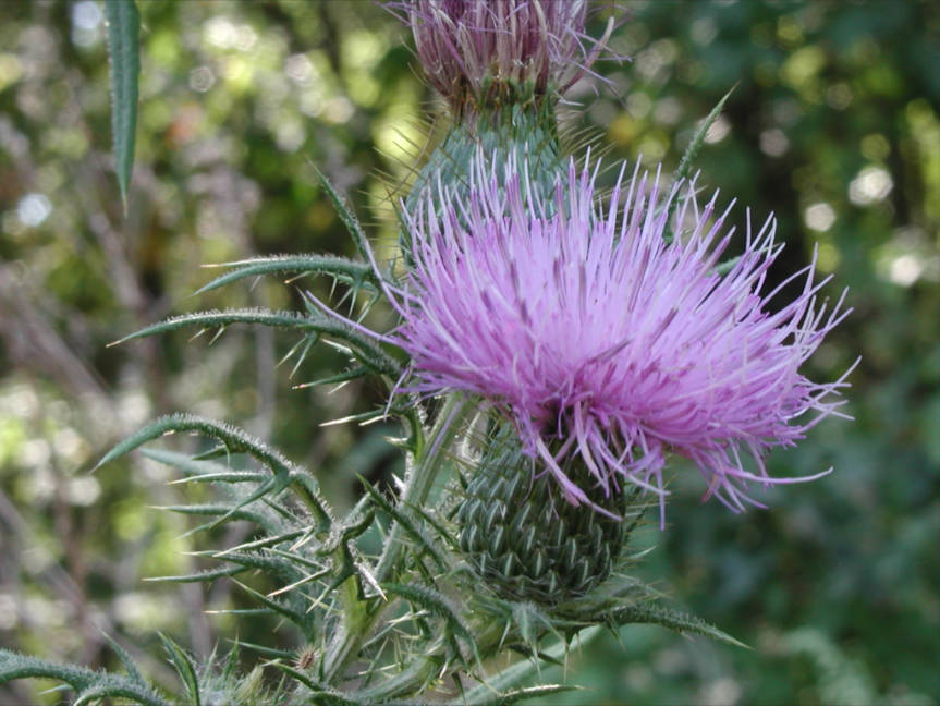 Field Thistle (Common Thistle) in TCM: Benefits, Uses, and More - Health Facts Time