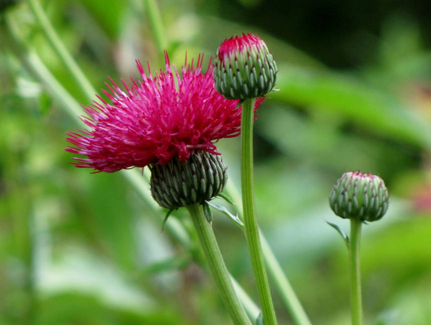 Japanese Thistle (Da Ji) in TCM: Benefits, Uses, and More - Health ...