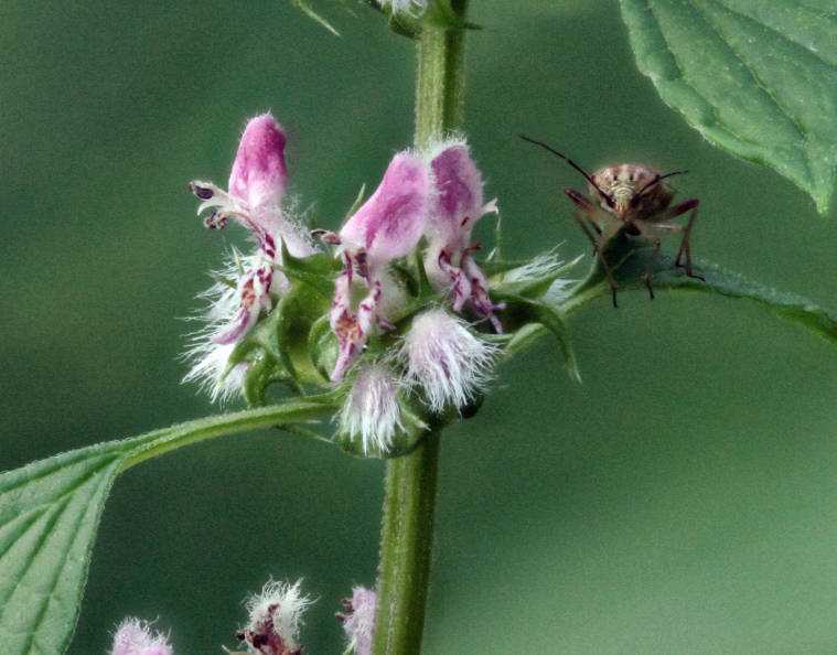 Motherwort Herb (Leonuri Herba) in TCM: Benefits, Uses, and More ...