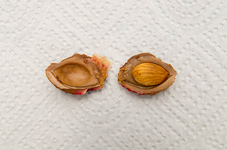 Peach Kernel (Persicae Semen) in TCM: Benefits, Uses, and More - Health ...