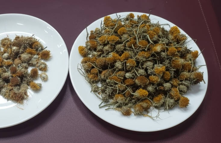 Japanese Inula Flower (Inulae Flos): Benefits, Uses, and More - Health ...